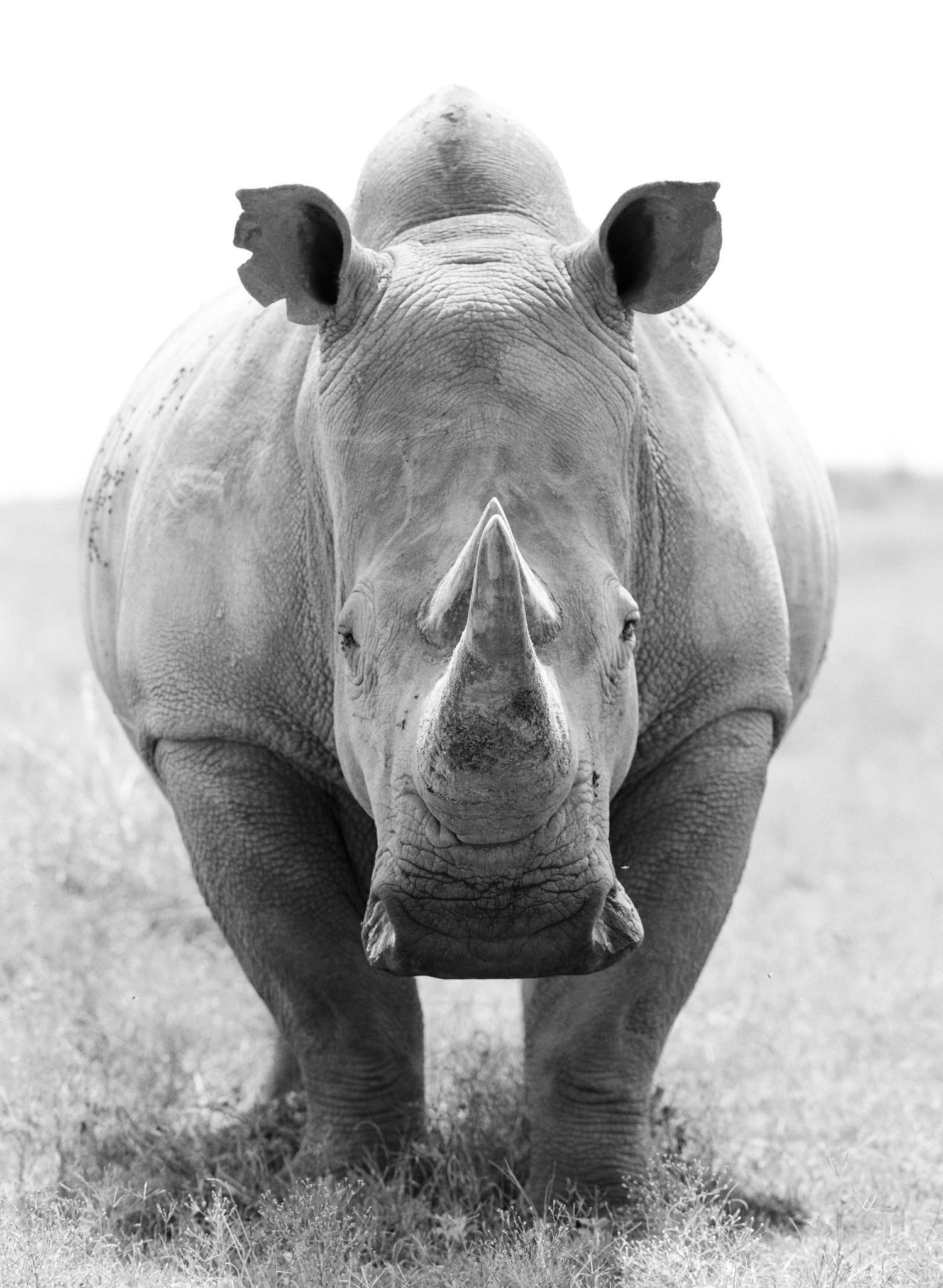 Ol Pejeta Conservancy – Render Loyalty