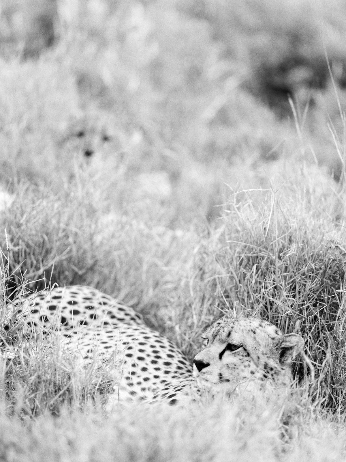 Afternoon Nap – Render Loyalty