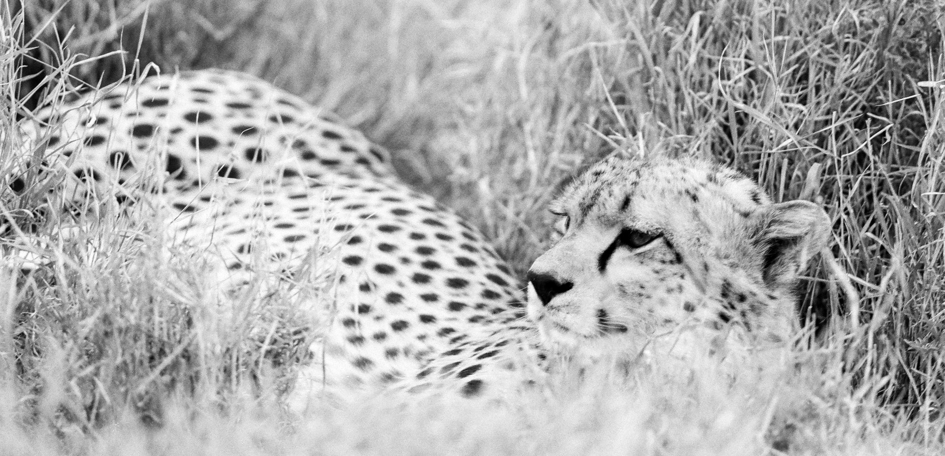 Cheetahs Racing for their Lives – Render Loyalty