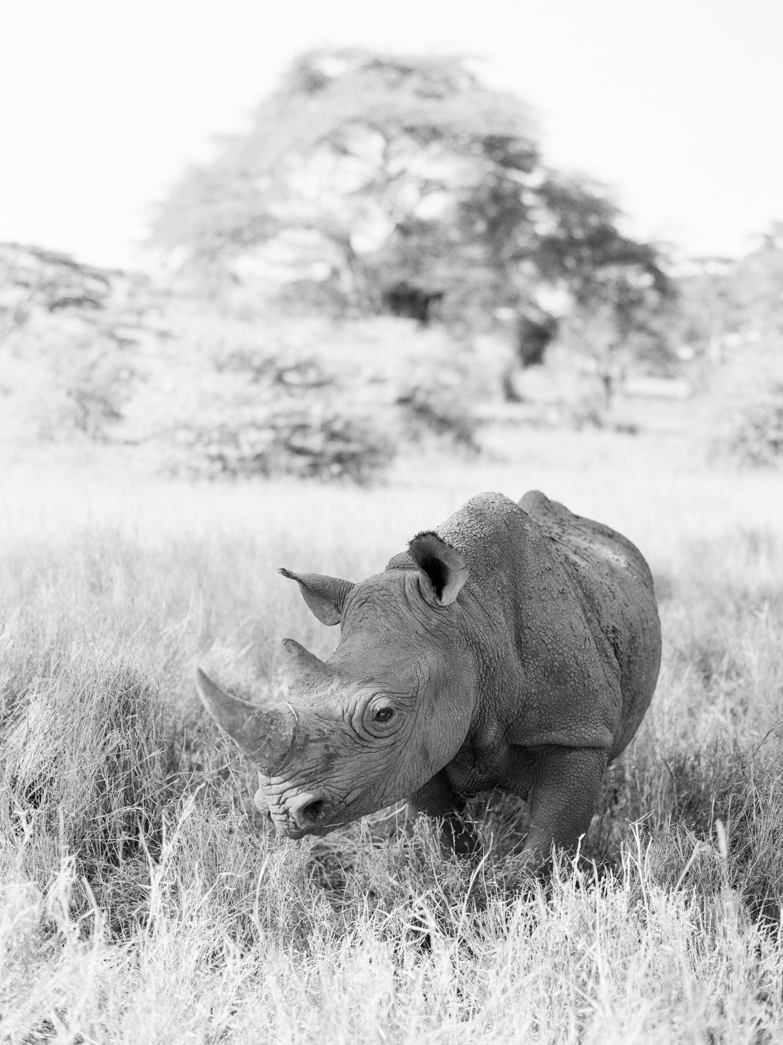 Regal Nicky – Render Loyalty