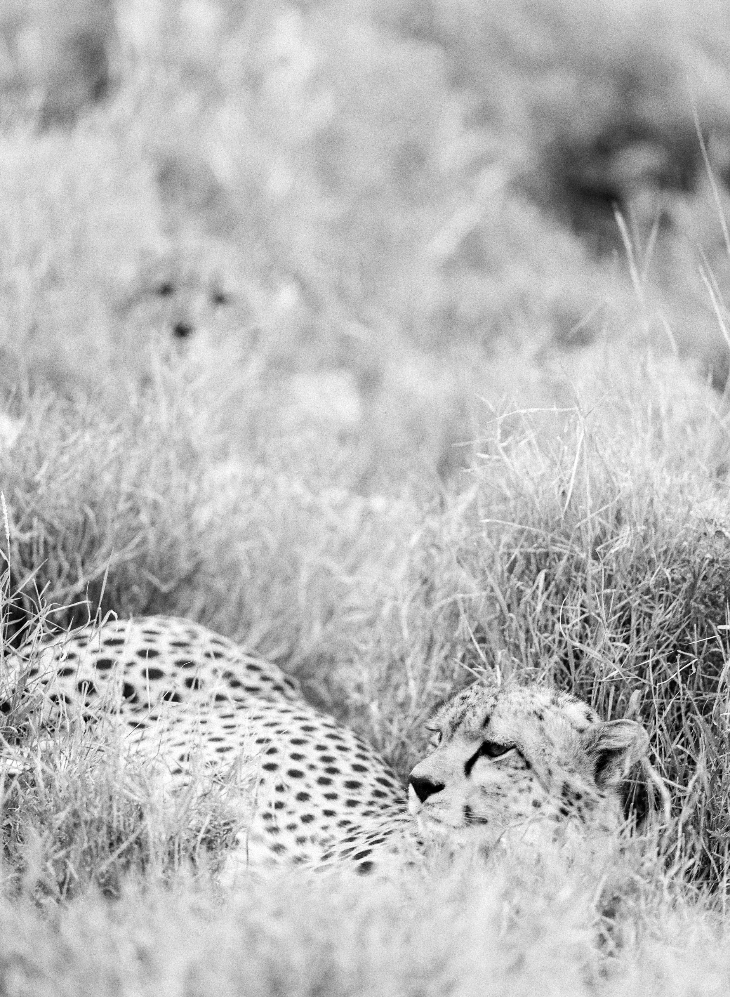 Vertical Render Loyalty