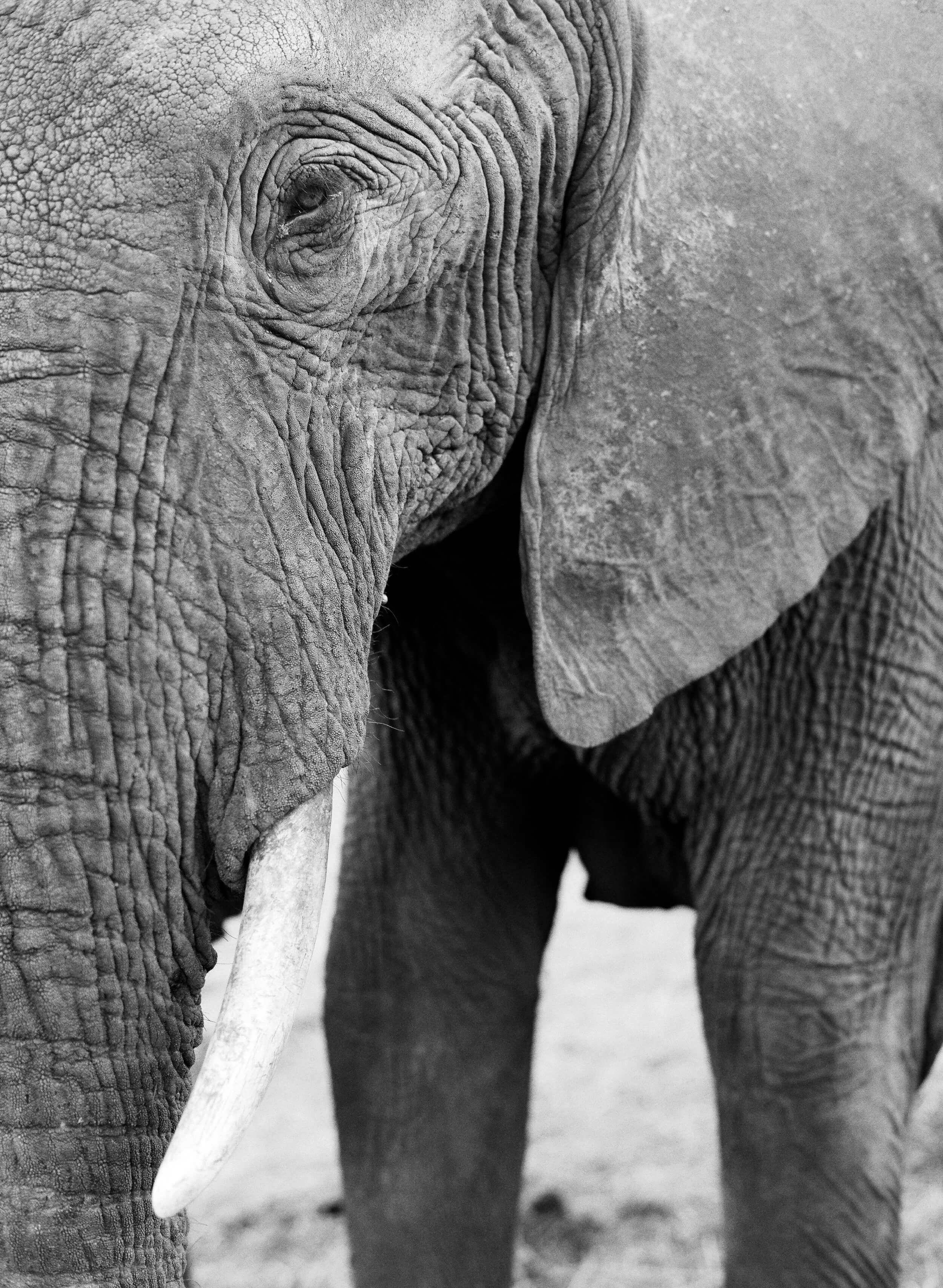Tusked Mother – Render Loyalty