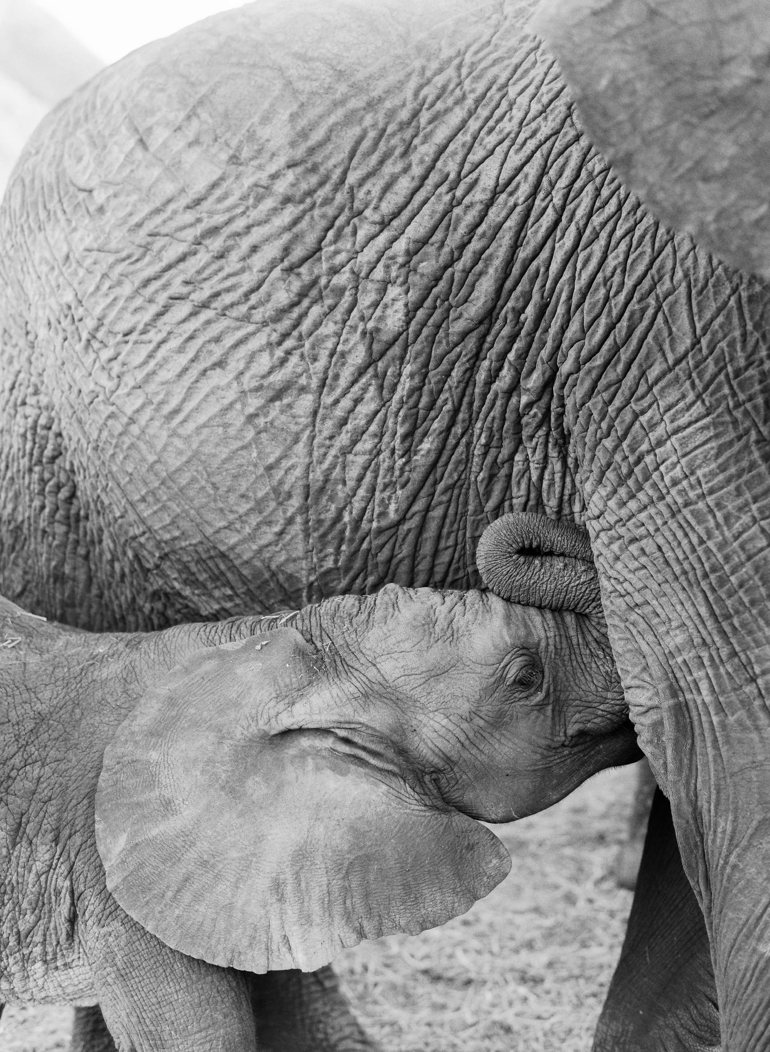 Mother – Render Loyalty