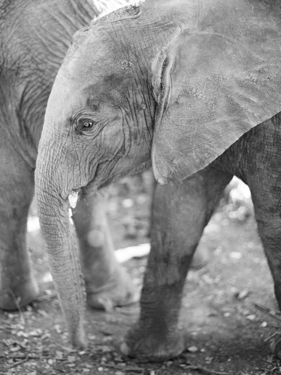 Light Spirit – Render Loyalty