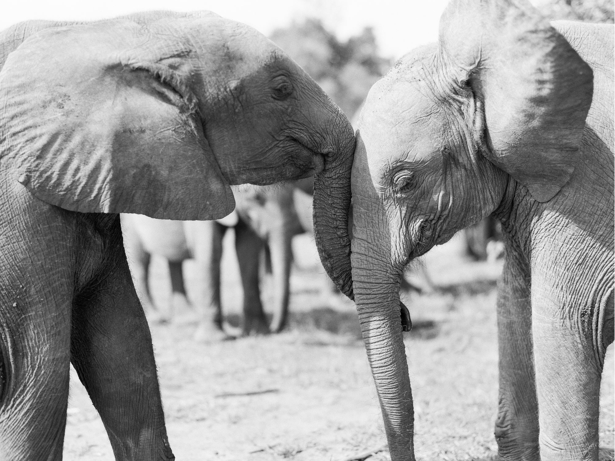 Horizontal Render Loyalty